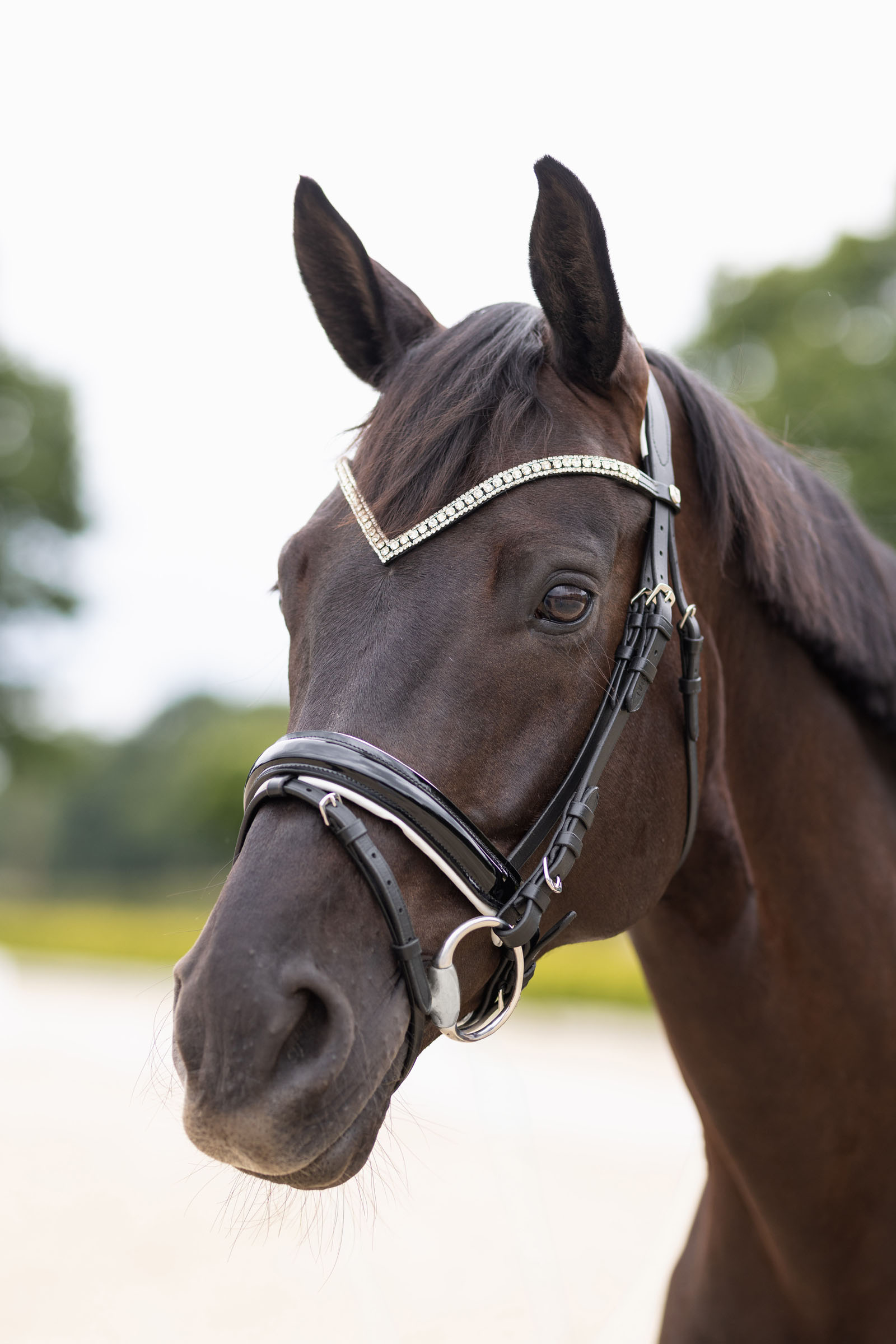 anatomical snaffle bridle