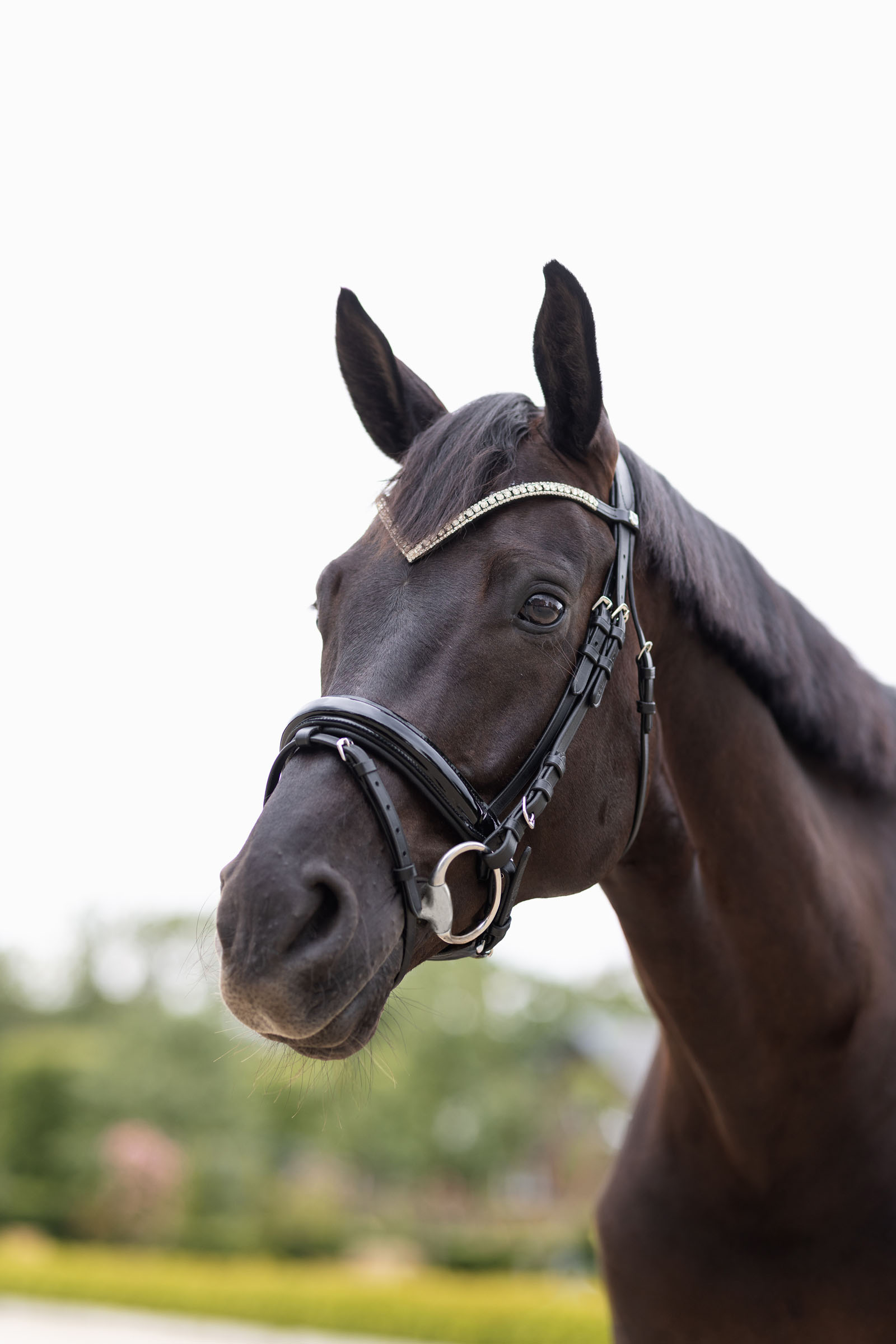 snaffle bridle